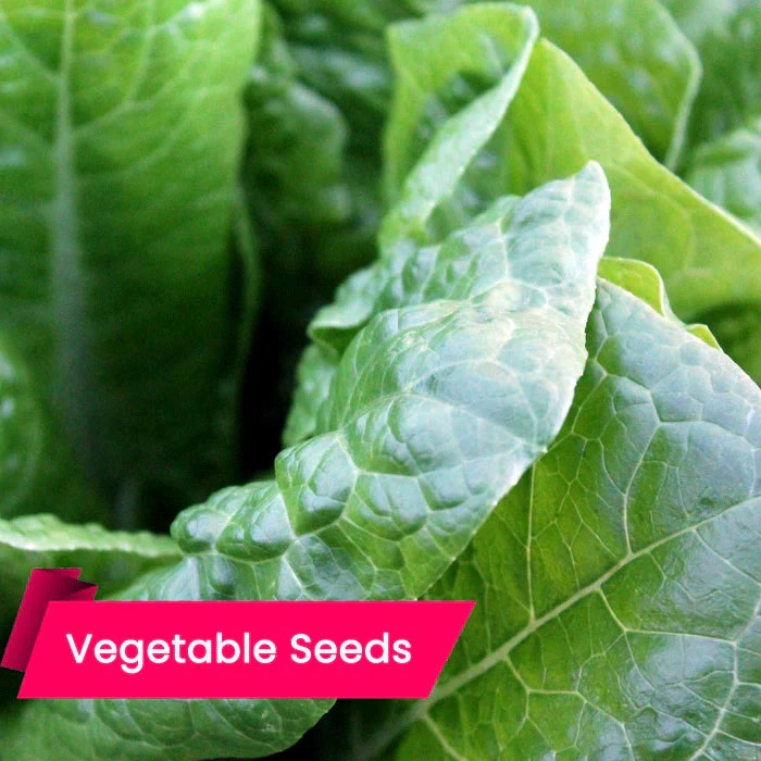 Cultivating Cheera in Your Backyard: The Perfect Time to Grow this ...