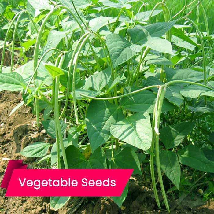 5 Vegetables You Can Grow in Growbags and Pots - Live Kerala