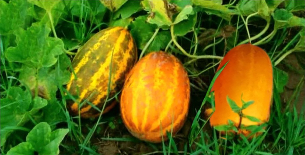 Rapid Harvest: Enjoy Fresh Cucumbers In Just 3 Weeks With This Hybrid ...