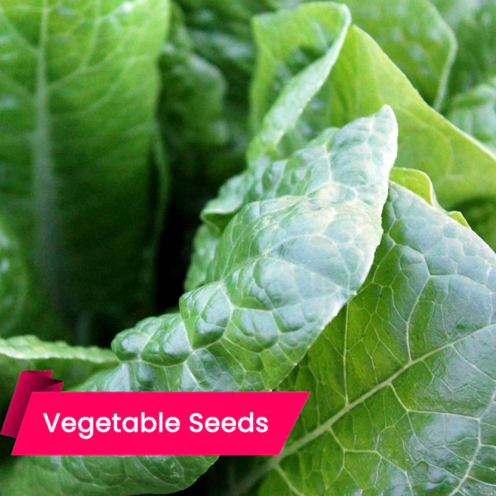 Essential Vegetables for Daily Nutrition and Health Benefits - Live Kerala