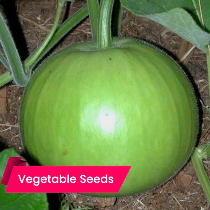 Bottle Gourd (Round) – Hybrid Vegetable Seeds for High Yield & Superior ...
