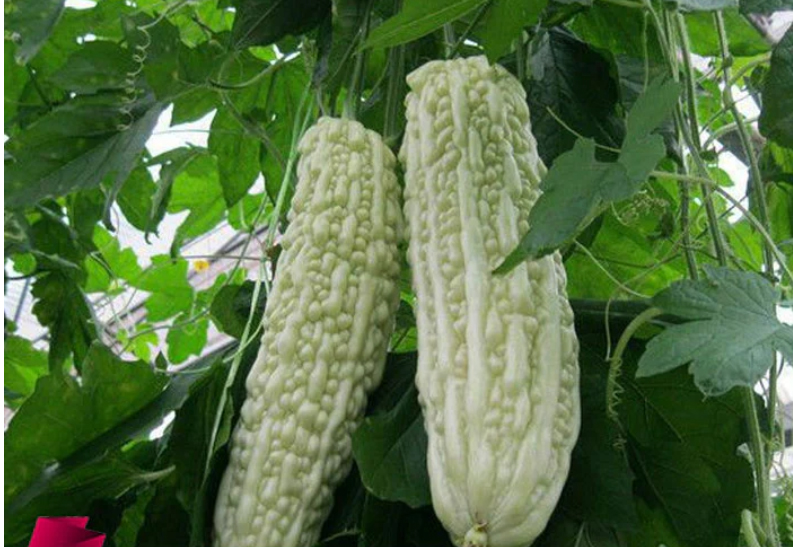 Bitter Gourd Seeds – Hybrid Seeds for High Yield, Purity & Superior ...