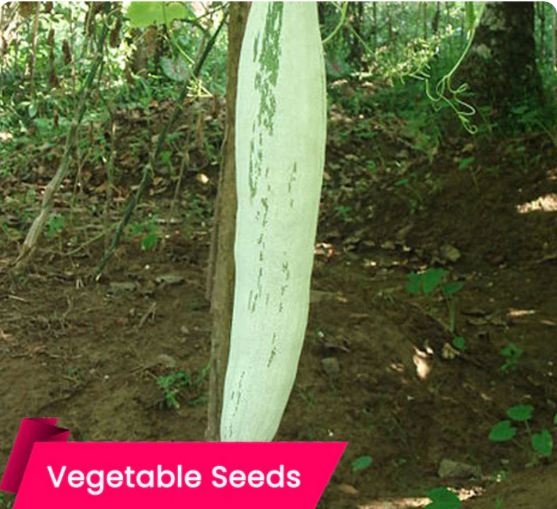 Hybrid Snake Guard Seeds – Improved Yield & Health: Buy Seeds online ...